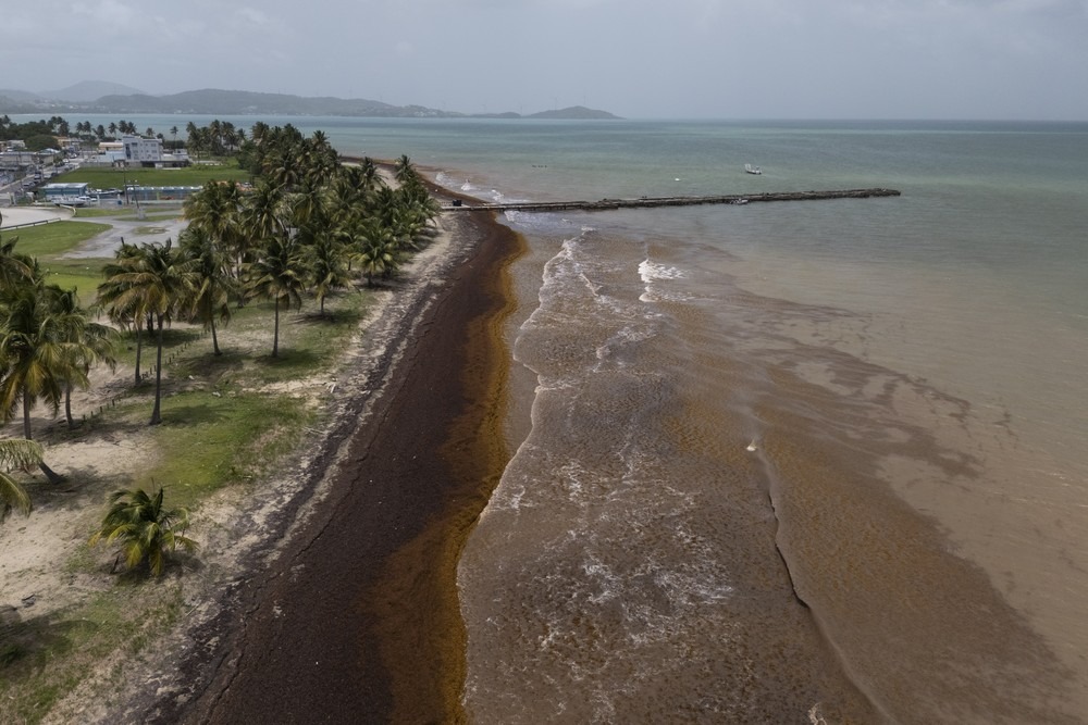 Quantidade recorde de sargaço no Caribe alcança 38 milhões de toneladas ...